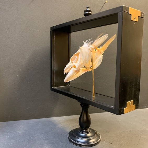 Barracuda in it's glass reliquary box - Sphyraena barracuda