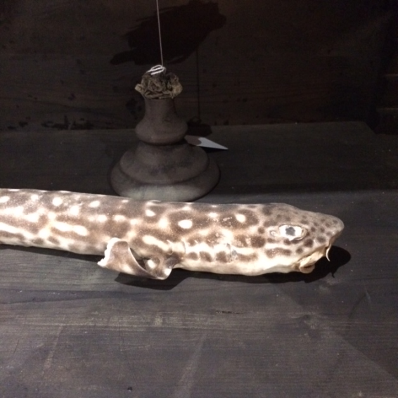 Requin roussette naturalisé - Scyliorhinus canicula