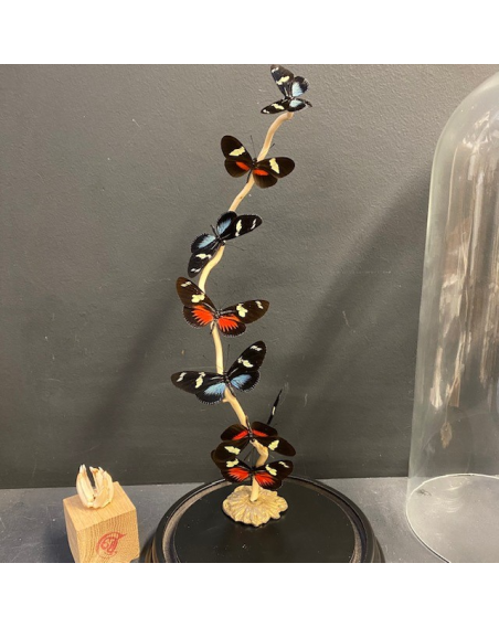 Flight of butterflies: Heliconius family under glass dome