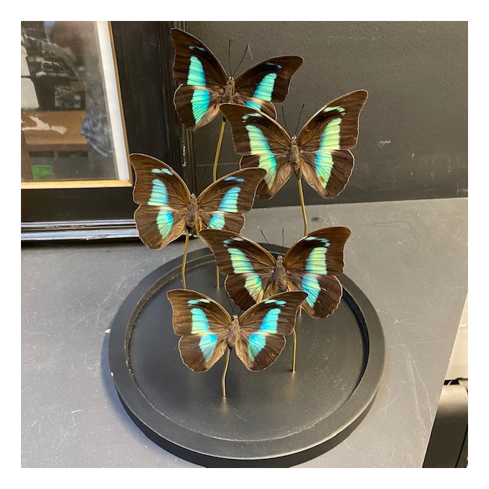 Flight of Archaeoprepona demophon