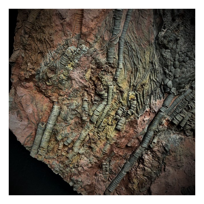 Scyphocrinus fossil: Crinoïde - Sea lilies - 420 million years
