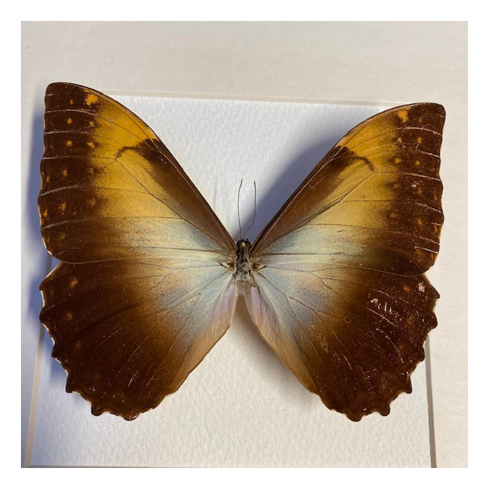 Entomological frame - Morpho Hecuba