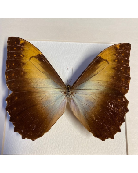 Entomological frame - Morpho Hecuba