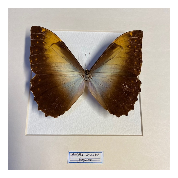 Entomological frame - Morpho Hecuba