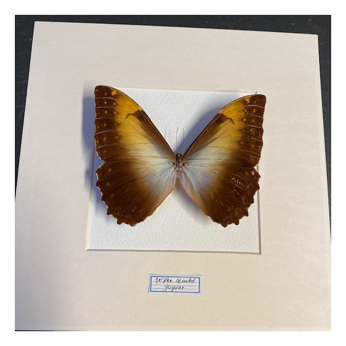 Entomological frame - Morpho Hecuba