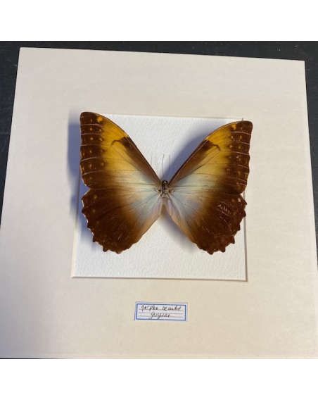 Entomological frame - Morpho Hecuba