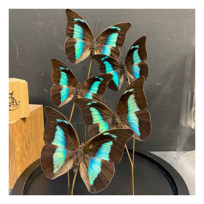 Flight of Archaeoprepona demophon