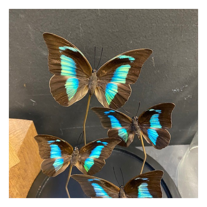 Flight of Archaeoprepona demophon