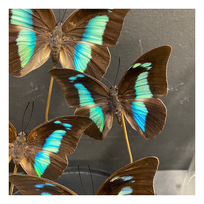 Flight of Archaeoprepona demophon