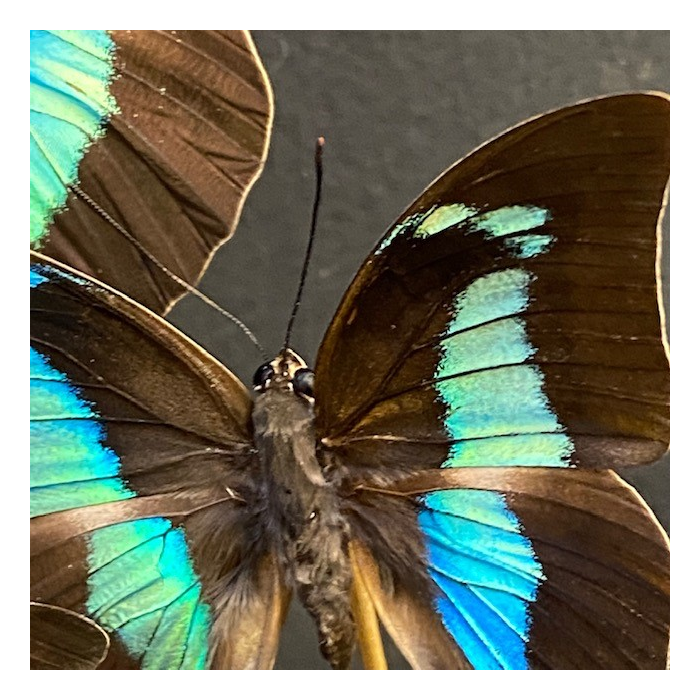 Flight of Archaeoprepona demophon