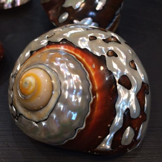 Coquillage Turbo - Burgo Sarmaticus