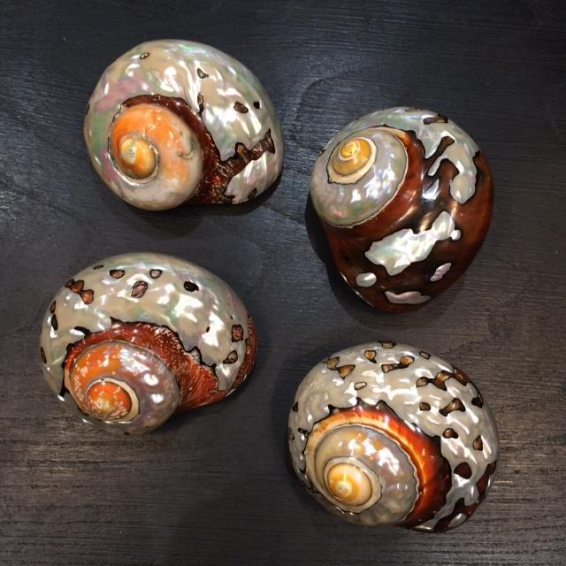 Coquillage Turbo - Burgo Sarmaticus