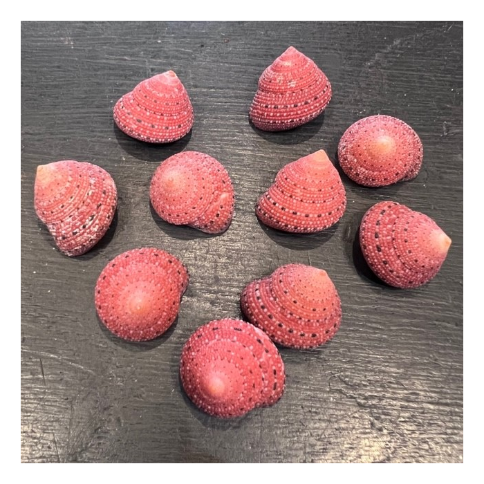 Trocha shell - Strawberry ( Trochus) - 2cm