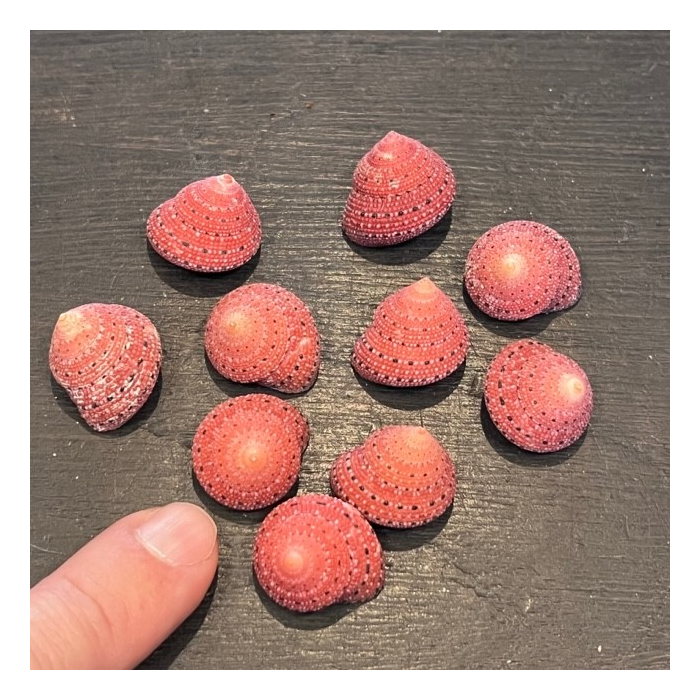 Trocha shell - Strawberry ( Trochus) - 2cm