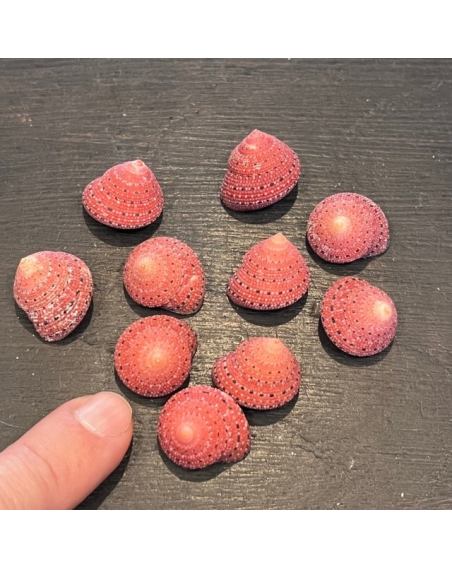Trocha shell - Strawberry ( Trochus) - 2cm