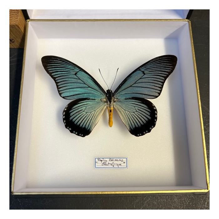 Papilio zalmoxis - Giant Blue Swallowtail: Entomological bound box