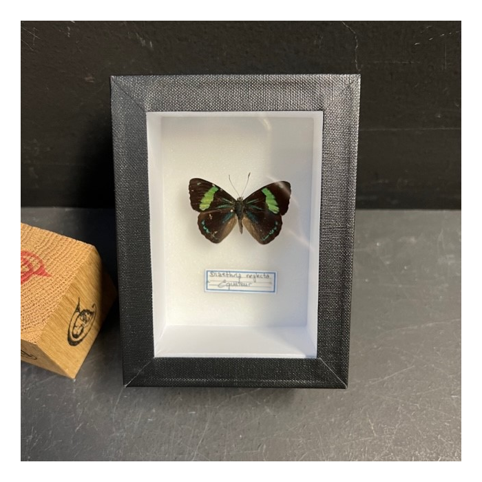 Entomological frame - Morpho Didius