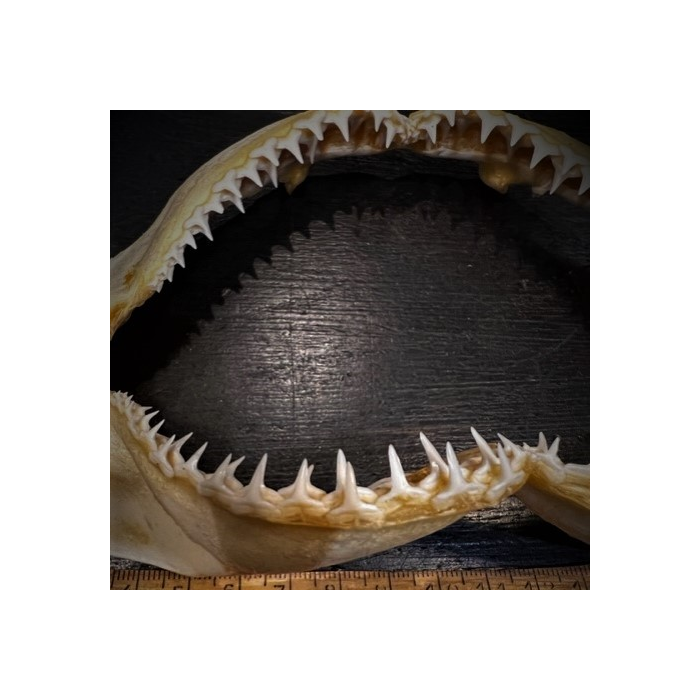 Mâchoire de requin bordé - Carcharhinus limbatus - 18/20cm environ