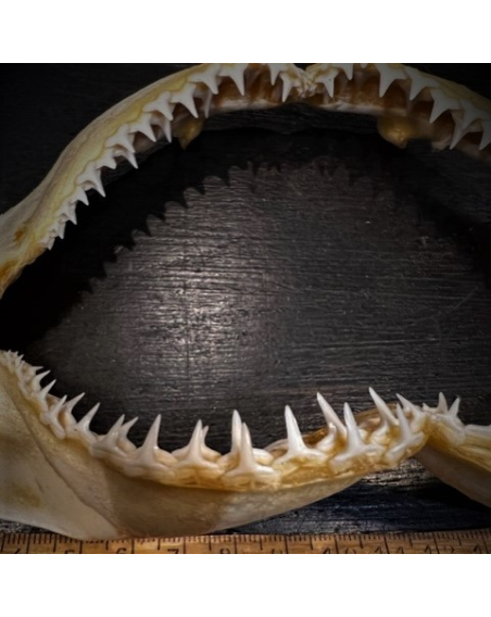 Mâchoire de requin bordé - Carcharhinus limbatus - 18/20cm environ