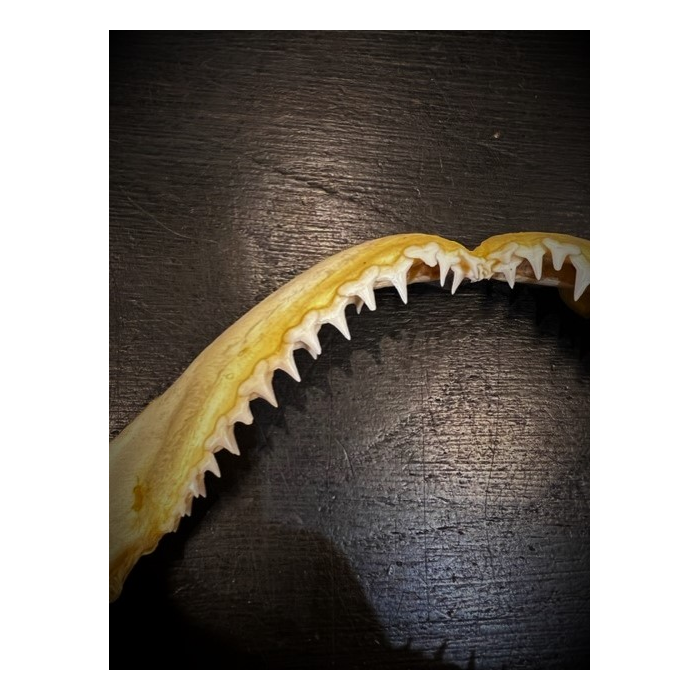Mâchoire de requin bordé - Carcharhinus limbatus - 18/20cm environ