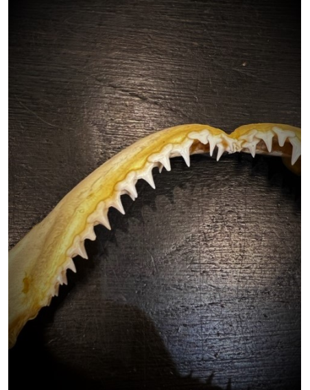 Mâchoire de requin bordé - Carcharhinus limbatus - 18/20cm environ
