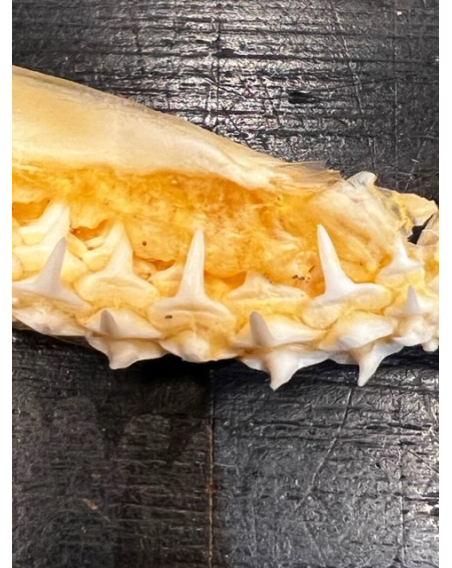 Mâchoire de requin bordé - Carcharhinus limbatus - 18/20cm environ