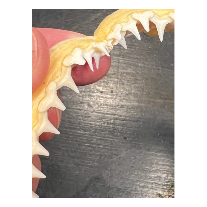 Mâchoire de requin bordé - Carcharhinus limbatus - 18/20cm environ