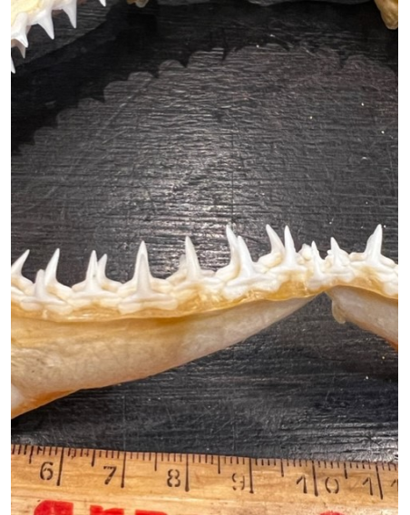 Mâchoire de requin bordé - Carcharhinus limbatus - 18/20cm environ