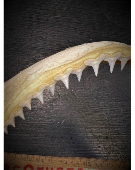 Mâchoire de requin bordé - Carcharhinus limbatus - 18/20cm environ