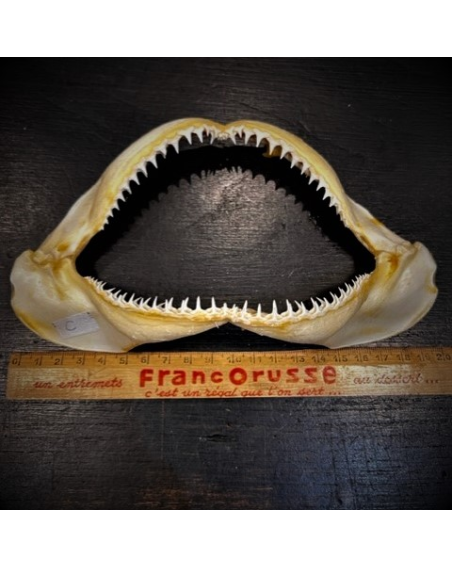 Mâchoire de requin bordé - Carcharhinus limbatus - 18/20cm environ