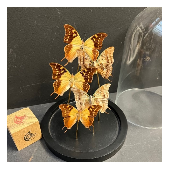 Flight of Charax antamboulou butterflies under glass dome