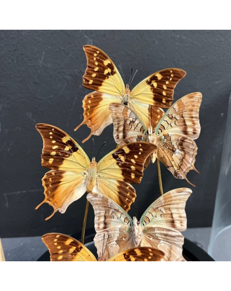 Flight of Charax antamboulou butterflies under glass dome