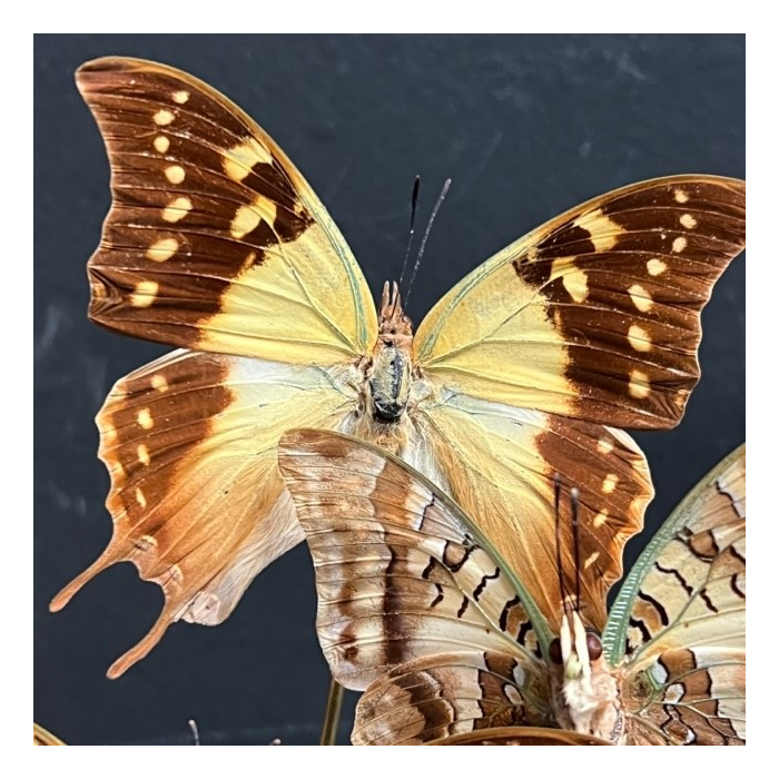 Flight of Charax antamboulou butterflies under glass dome