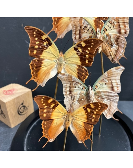 Flight of Charax antamboulou butterflies under glass dome