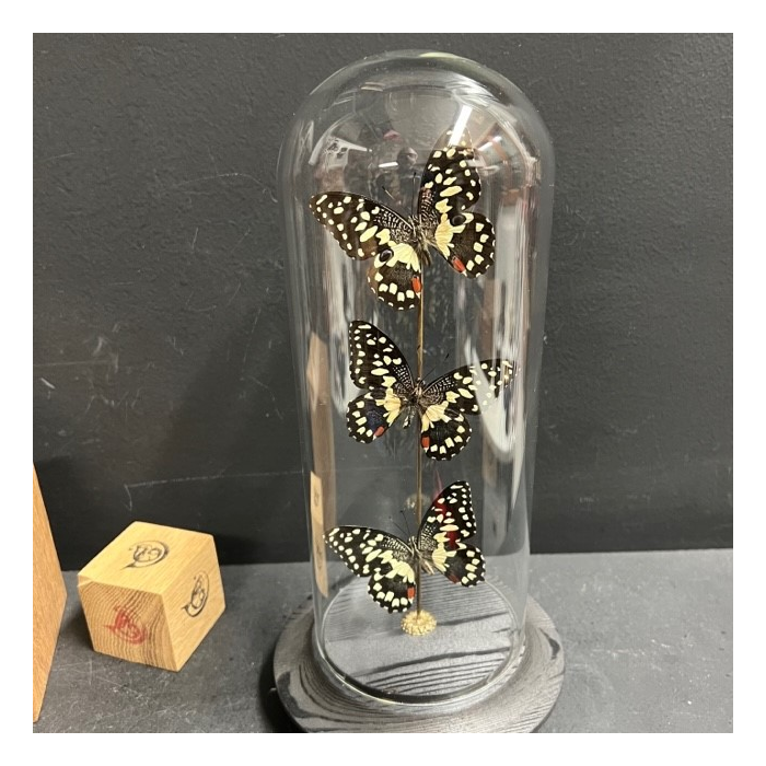 Papillons