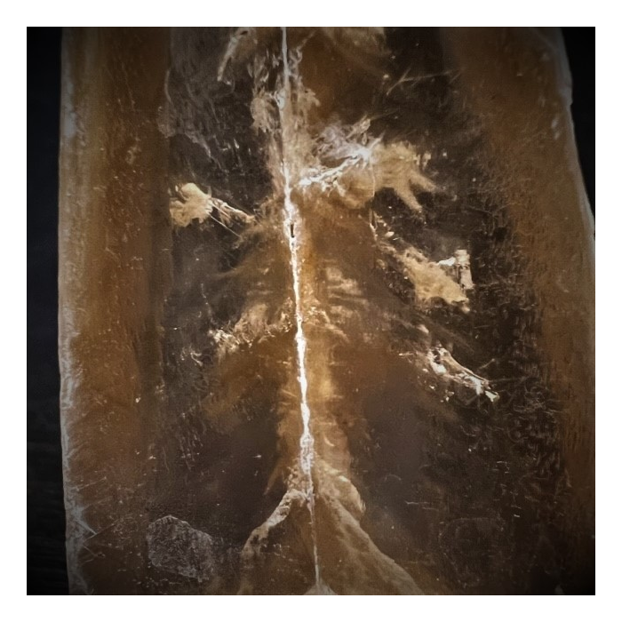 Cristal en Fer de lance de gypse de Seine et Marne - Pierre à plâtre