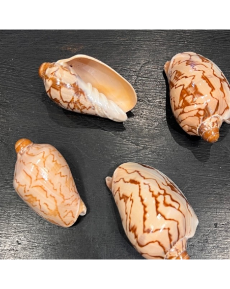 Cymbiola Nobilis shell - 5/9cm
