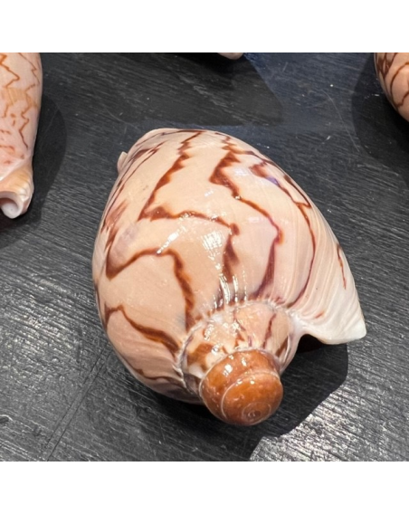 Cymbiola Nobilis shell - 5/9cm