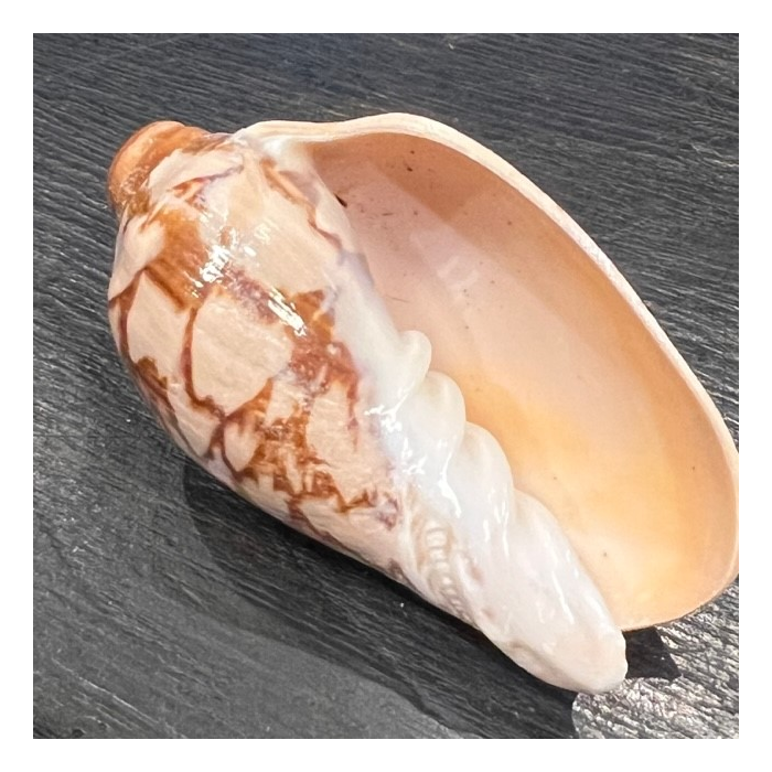 Cymbiola Nobilis shell - 5/9cm