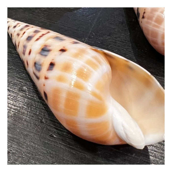 Coquillage Terebra maculata