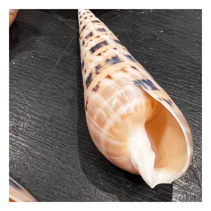 Coquillage Terebra maculata