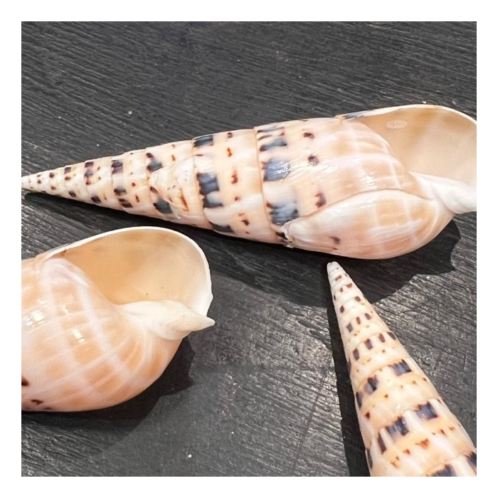 Coquillage Terebra maculata