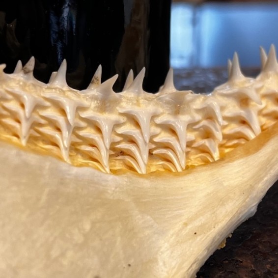 Mâchoire de requin bordé - Carcharhinus limbatus - 18/20cm environ