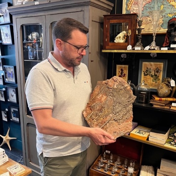 Scyphocrinus fossil: Crinoïde - Sea lilies - 420 million years