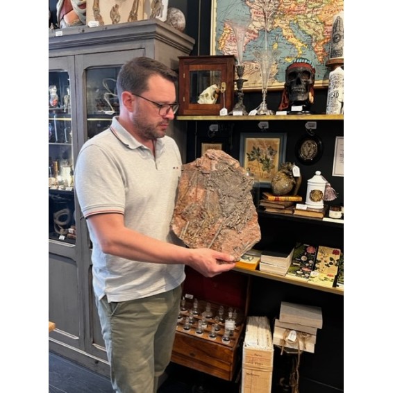 Scyphocrinus fossil: Crinoïde - Sea lilies - 420 million years