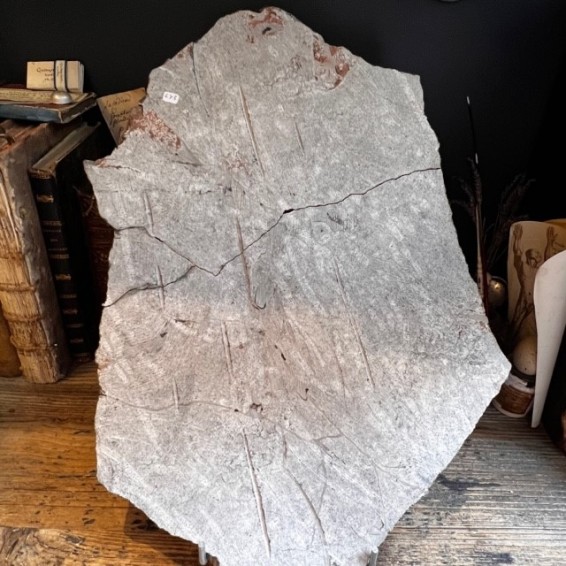 Scyphocrinus fossil: Crinoïde - Sea lilies - 420 million years