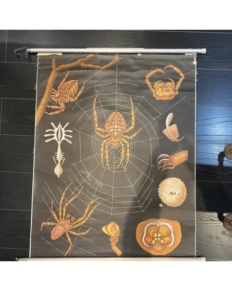 Interleaved school poster - Spider - Hagemann Düsseldorf - 1977