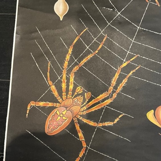 Interleaved school poster - Spider - Hagemann Düsseldorf - 1977