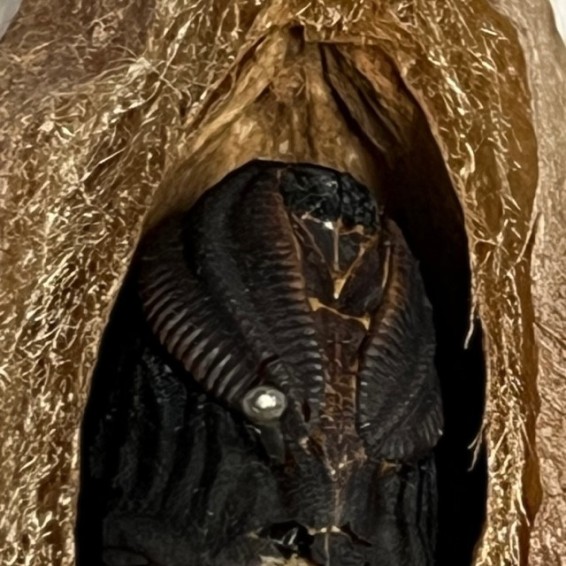 Butterfly Platy samia cecropia and its chrysalis in its cocoon