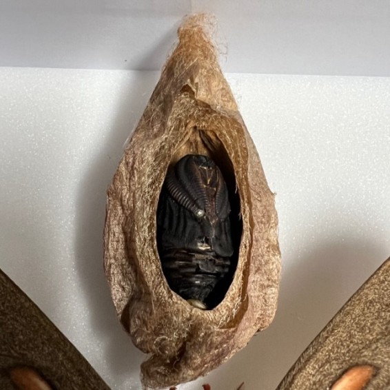 Butterfly Platy samia cecropia and its chrysalis in its cocoon